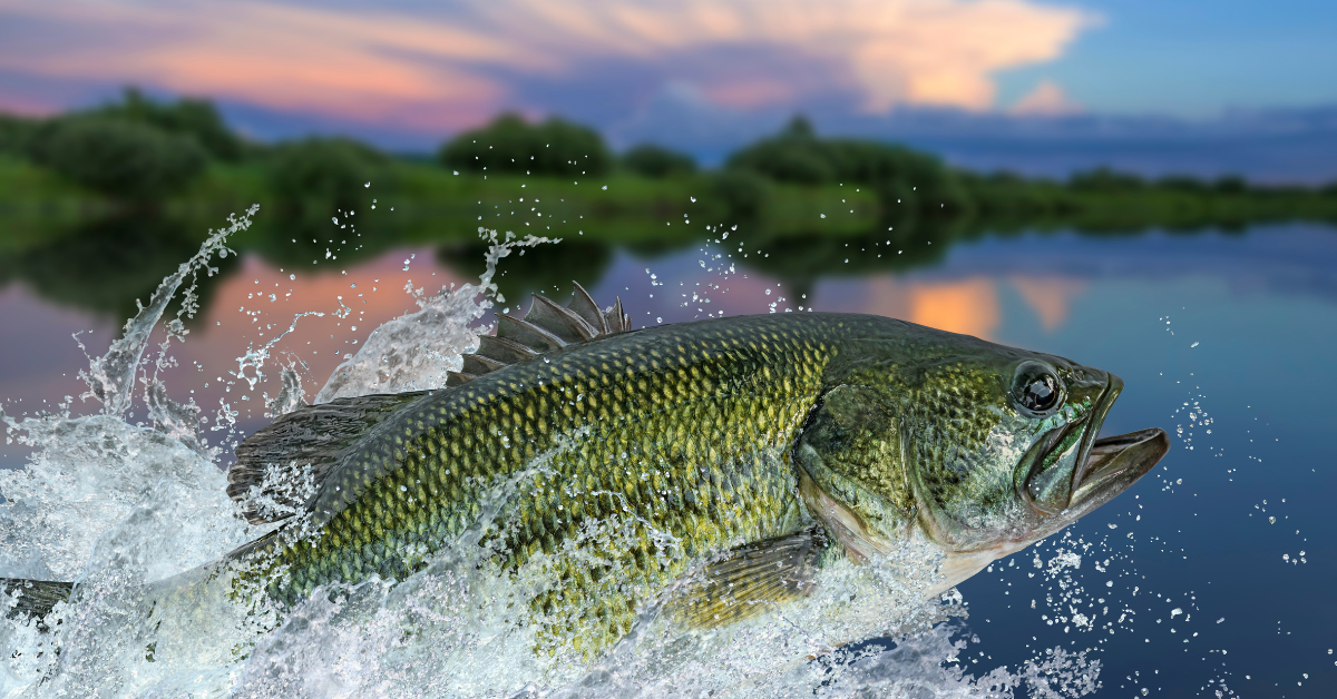 Five Best Bass Fishing Books | Go Best Books