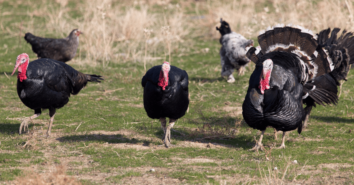 Five Best Books on Turkey Hunting- Go Best Books